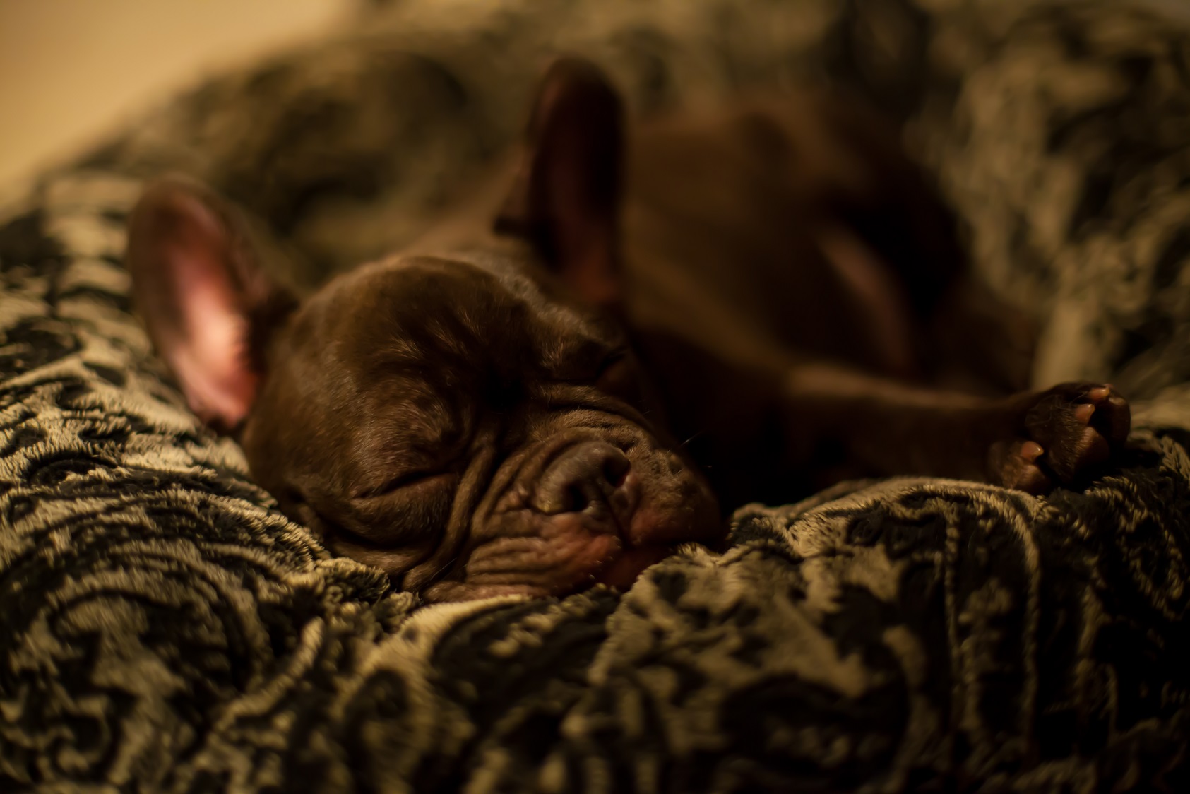 Sleeping Coco-2 – Kevin Bae